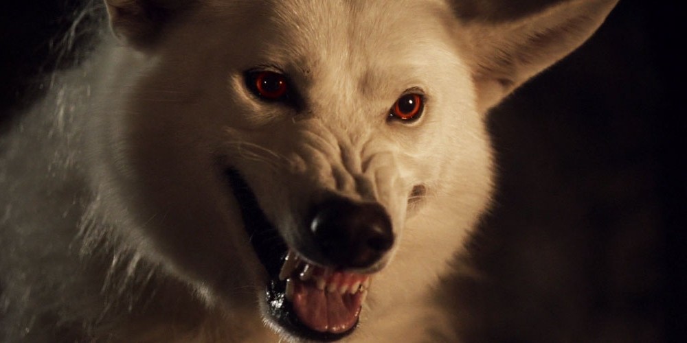 Preview des Wolves 2017-18 : les Loups veulent enfin montrer les crocs