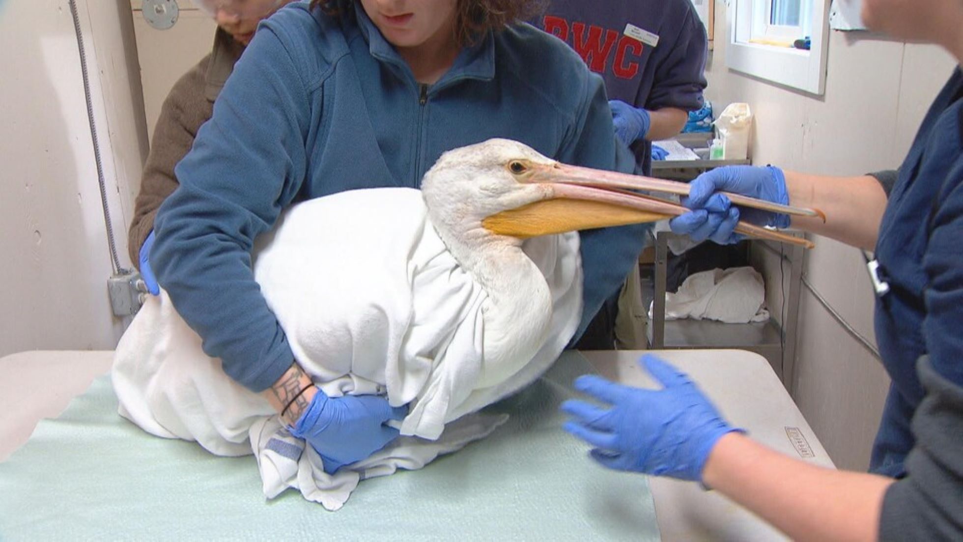 Ça va pas fort chez les Pelicans : Larry Nance Jr. et Jose Alvarado blessés