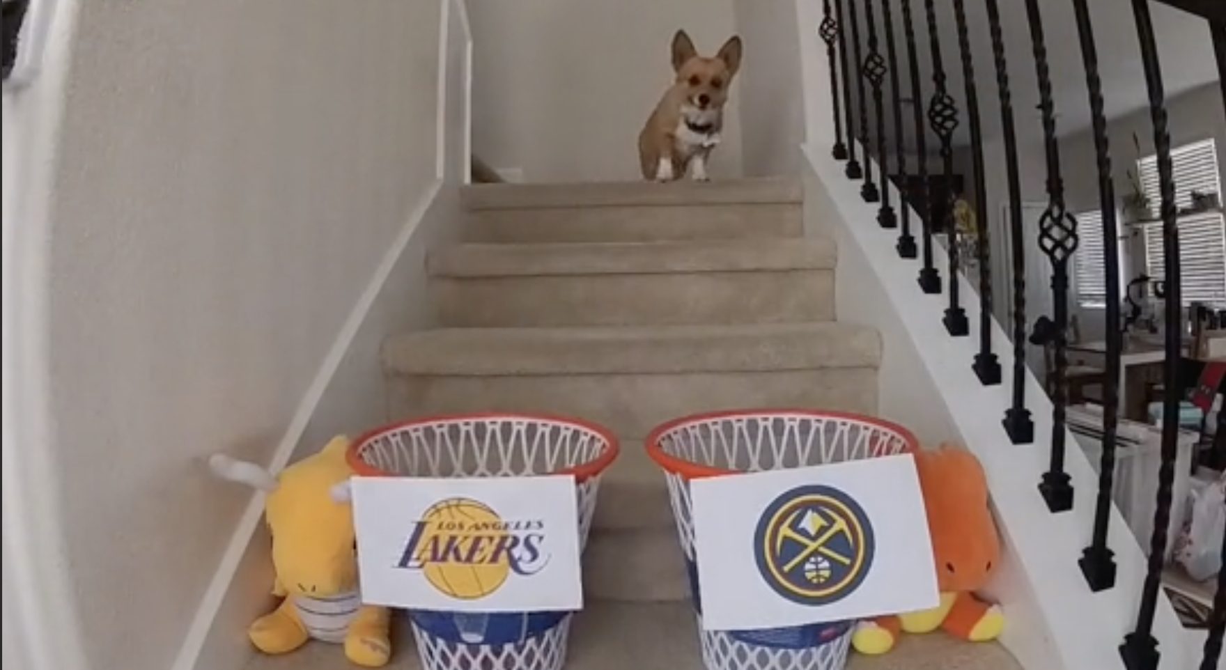 Le fameux chien parieur a donné son prono pour Nuggets - Lakers