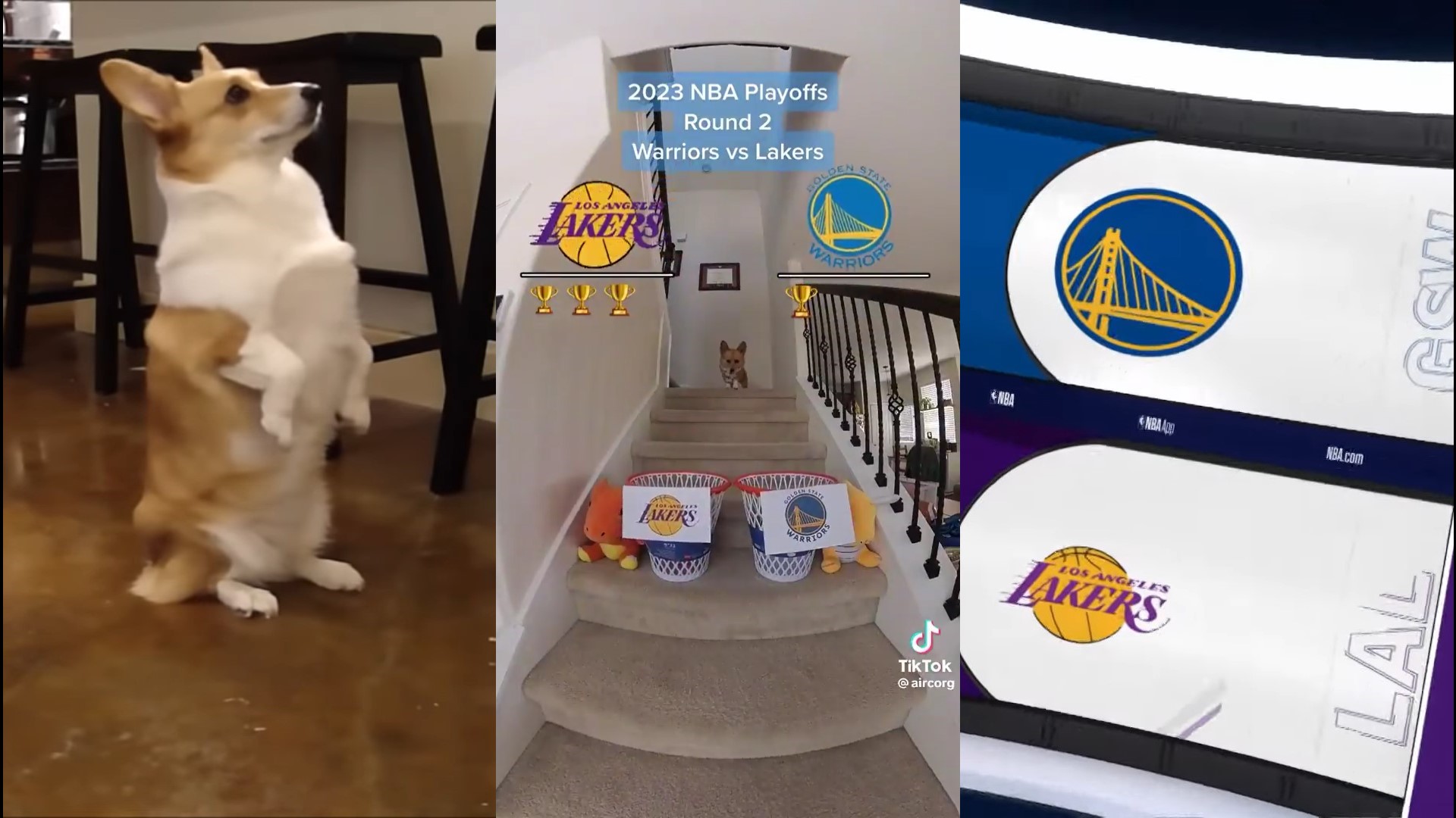 Air Corgi, le chien devin qui a annoncé le 3-1 pour les Lakers